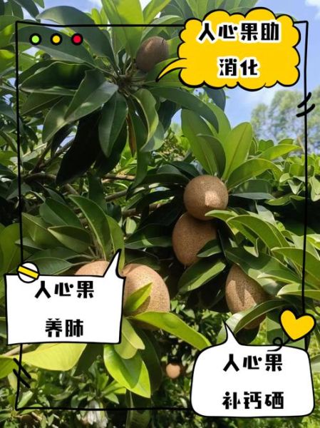 人心果的功效与作用_人心果怎么吃最好-第3张图片-山城妙识 人心果的功效与作用_人心果怎么吃最好-第3张图片-山城妙识