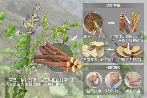 甘草的功效与作用及食用方法_甘草怎么吃效果最好-第1张图片-山城妙识 甘草的功效与作用及食用方法_甘草怎么吃效果最好-第1张图片-山城妙识