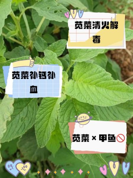 苋菜致癌是真的吗_苋菜吃多了会致癌吗-第1张图片-山城妙识