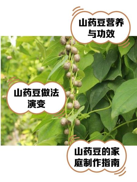 山药豆孩子吃多了中毒_怎么办-第1张图片-山城妙识