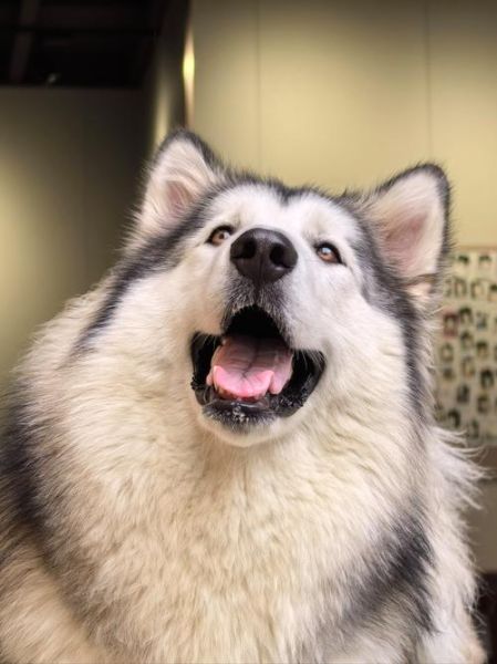 狗图片大全可爱_如何挑选最萌的狗狗照片-第3张图片-山城妙识 狗图片大全可爱_如何挑选最萌的狗狗照片-第3张图片-山城妙识