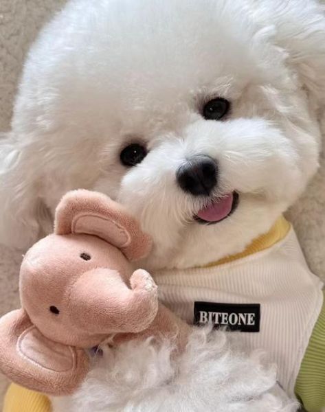 狗图片大全可爱_如何挑选最萌的狗狗照片-第1张图片-山城妙识 狗图片大全可爱_如何挑选最萌的狗狗照片-第1张图片-山城妙识