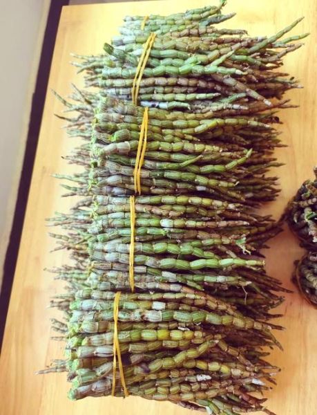 铁皮枫斗的正确吃法_铁皮枫斗一天吃几次-第1张图片-山城妙识 铁皮枫斗的正确吃法_铁皮枫斗一天吃几次-第1张图片-山城妙识