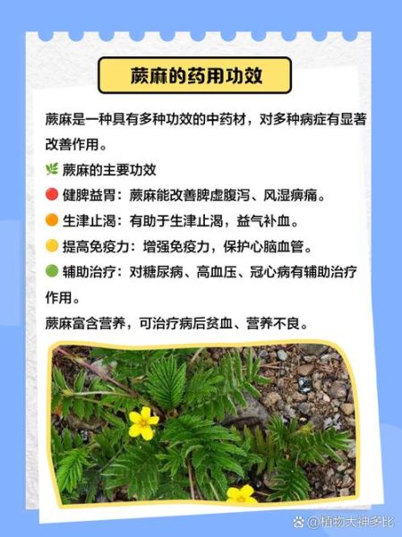 蕨麻图片长什么样_蕨麻的功效与作用-第2张图片-山城妙识