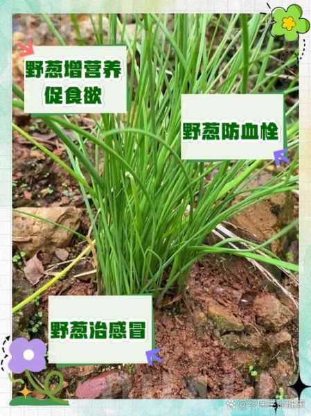 野葱图片作用与用途_野葱图片能做什么-第1张图片-山城妙识 野葱图片作用与用途_野葱图片能做什么-第1张图片-山城妙识