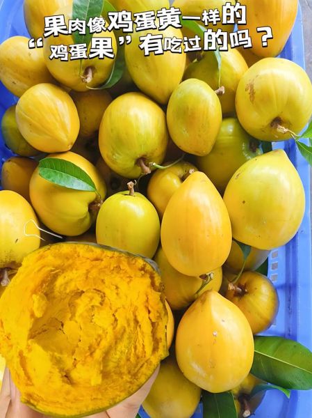鸡蛋果什么时候成熟_如何判断成熟-第3张图片-山城妙识 鸡蛋果什么时候成熟_如何判断成熟-第3张图片-山城妙识
