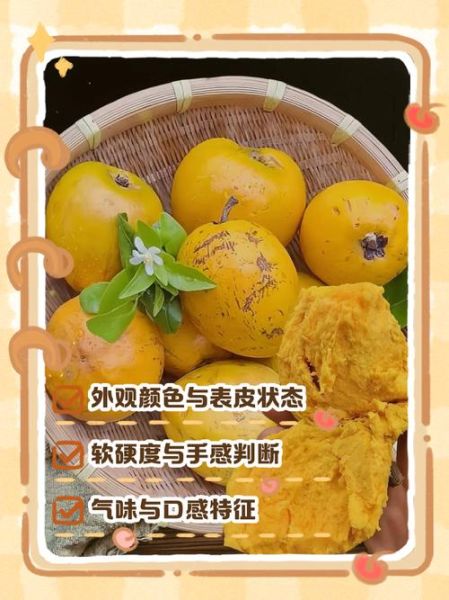 鸡蛋果什么时候成熟_如何判断成熟-第2张图片-山城妙识 鸡蛋果什么时候成熟_如何判断成熟-第2张图片-山城妙识