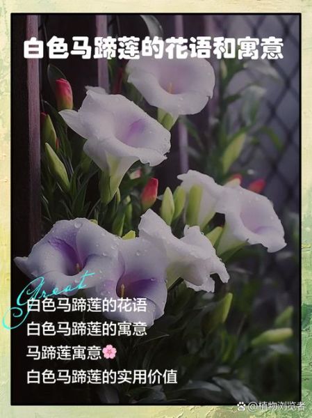 马蹄莲花语是什么_马蹄莲寓意适合送谁-第1张图片-山城妙识 马蹄莲花语是什么_马蹄莲寓意适合送谁-第1张图片-山城妙识