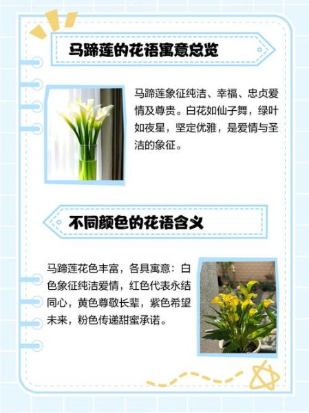 马蹄莲花语是什么_马蹄莲寓意适合送谁-第3张图片-山城妙识 马蹄莲花语是什么_马蹄莲寓意适合送谁-第3张图片-山城妙识