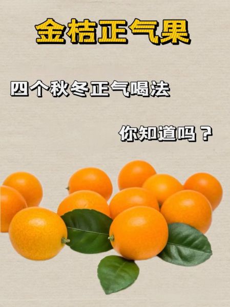 金桔怎么吃_金桔皮能不能吃-第3张图片-山城妙识 金桔怎么吃_金桔皮能不能吃-第3张图片-山城妙识