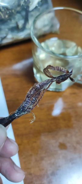 麂子肉怎么做好吃_麂子肉价格多少钱一斤-第2张图片-山城妙识