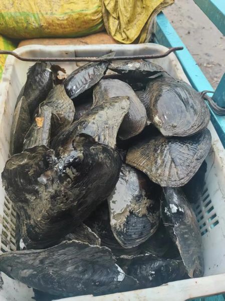 河蚌价格多少钱一斤_河蚌批发价和零售价区别-第2张图片-山城妙识 河蚌价格多少钱一斤_河蚌批发价和零售价区别-第2张图片-山城妙识