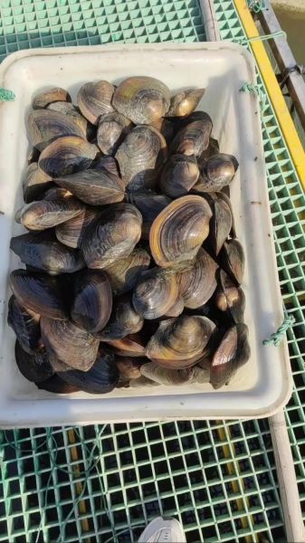 河蚌价格多少钱一斤_河蚌批发价和零售价区别-第3张图片-山城妙识 河蚌价格多少钱一斤_河蚌批发价和零售价区别-第3张图片-山城妙识