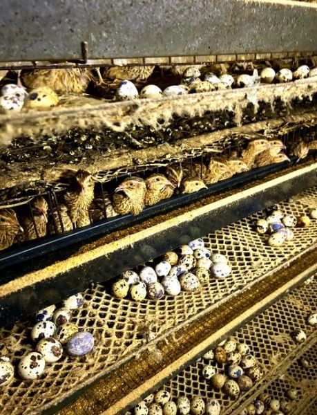 鹌鹑养殖笼怎么选_鹌鹑养殖笼多少钱一个-第3张图片-山城妙识 鹌鹑养殖笼怎么选_鹌鹑养殖笼多少钱一个-第3张图片-山城妙识