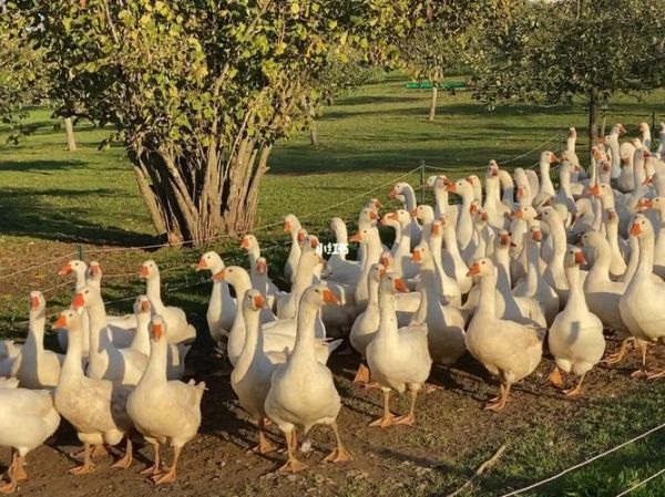 鹅厂是什么梗_鹅厂为什么叫鹅厂-第1张图片-山城妙识 鹅厂是什么梗_鹅厂为什么叫鹅厂-第1张图片-山城妙识