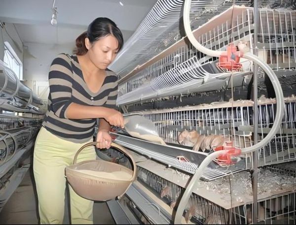 鹌鹑养殖笼怎么选_鹌鹑养殖笼多少钱一个-第1张图片-山城妙识 鹌鹑养殖笼怎么选_鹌鹑养殖笼多少钱一个-第1张图片-山城妙识