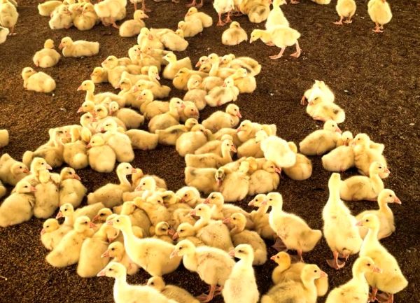 鹅厂是什么梗_鹅厂为什么叫鹅厂-第2张图片-山城妙识 鹅厂是什么梗_鹅厂为什么叫鹅厂-第2张图片-山城妙识