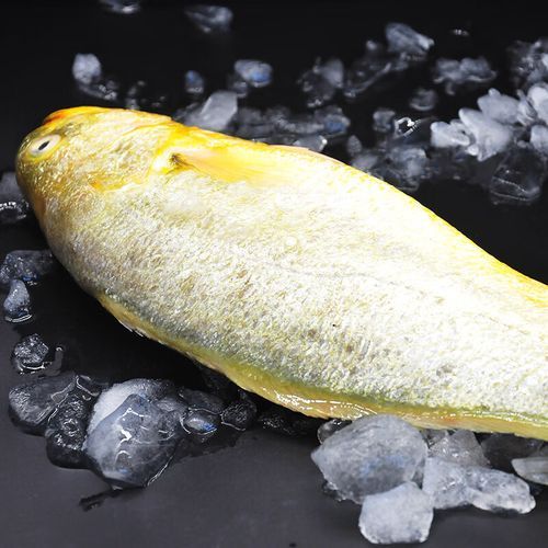 黄瓜鱼一斤多少钱_今日最新批发价-第3张图片-山城妙识