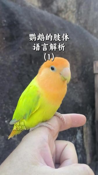 鹦鹉怎么训练说话_鹦鹉拼音正确读法-第1张图片-山城妙识