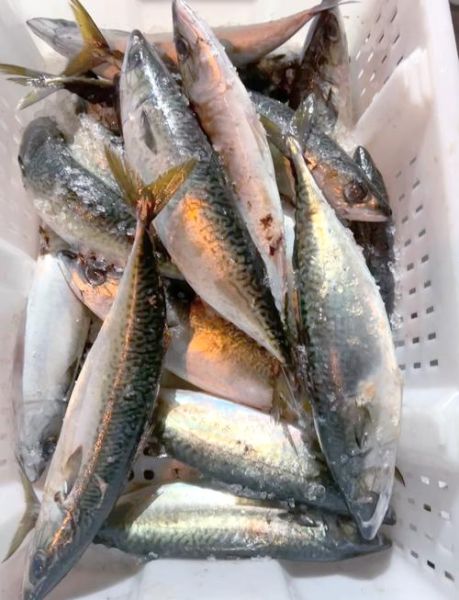 鲐鲅鱼有毒为什么卖_鲐鲅鱼中毒怎么避免-第1张图片-山城妙识