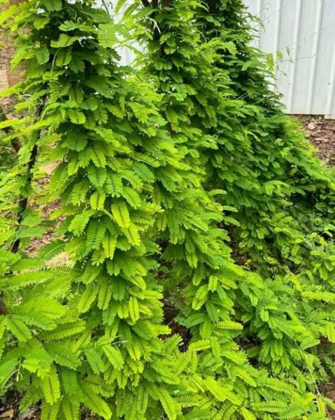 鸡骨草治疗肝硬化有效吗_真实案例分享-第1张图片-山城妙识 鸡骨草治疗肝硬化有效吗_真实案例分享-第1张图片-山城妙识