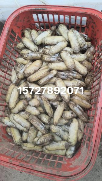 蛏子没焯水直接炒可以吗_蛏子不焯水炒多久能熟-第2张图片-山城妙识