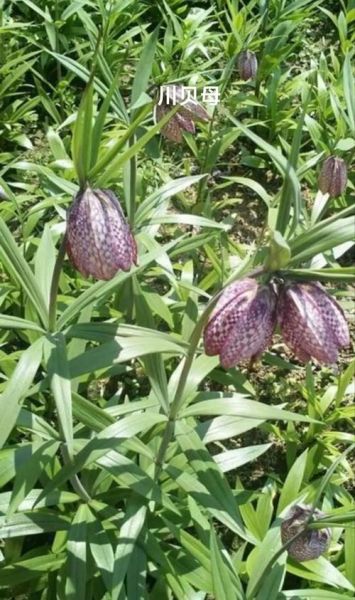 去肺结节的两味药是什么_川贝母配夏枯草有效吗-第2张图片-山城妙识 去肺结节的两味药是什么_川贝母配夏枯草有效吗-第2张图片-山城妙识