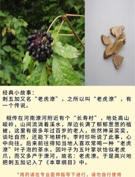 刺五加配什么药治失眠最有效_刺五加和酸枣仁能一起吃吗-第1张图片-山城妙识