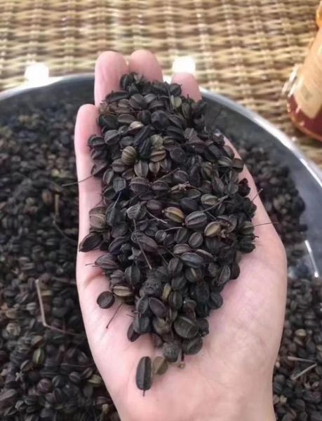 刺五加配什么药治失眠最有效_刺五加和酸枣仁能一起吃吗-第3张图片-山城妙识