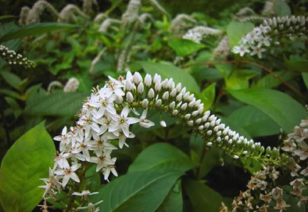 珍珠菜的功效与作用_珍珠菜图片长什么样-第3张图片-山城妙识 珍珠菜的功效与作用_珍珠菜图片长什么样-第3张图片-山城妙识