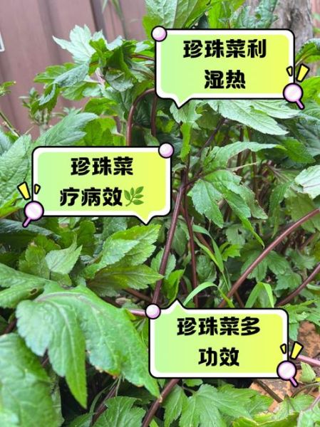 珍珠菜的功效与作用_珍珠菜图片长什么样-第2张图片-山城妙识 珍珠菜的功效与作用_珍珠菜图片长什么样-第2张图片-山城妙识