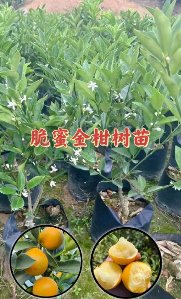 金桔树苗怎么选_金桔树苗多久结果-第2张图片-山城妙识 金桔树苗怎么选_金桔树苗多久结果-第2张图片-山城妙识
