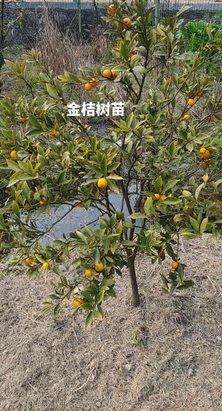 金桔树苗怎么选_金桔树苗多久结果-第1张图片-山城妙识 金桔树苗怎么选_金桔树苗多久结果-第1张图片-山城妙识