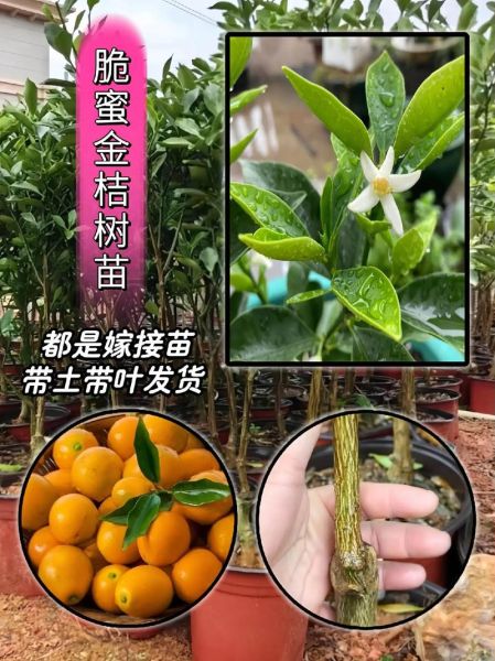 金桔树苗怎么选_金桔树苗多久结果-第3张图片-山城妙识 金桔树苗怎么选_金桔树苗多久结果-第3张图片-山城妙识
