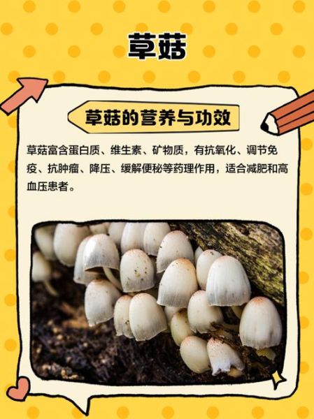 草菇图片大全大图_草菇高清图鉴怎么拍-第3张图片-山城妙识