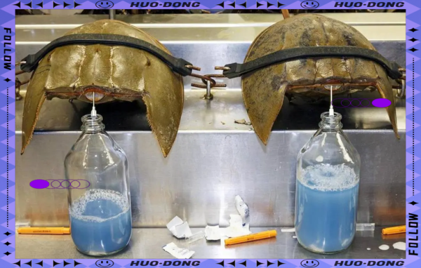 鲎血可以直接喝吗_鲎血对人体有害吗-第1张图片-山城妙识