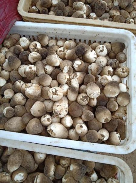 草菇图片大全大图_草菇高清图鉴怎么拍-第1张图片-山城妙识