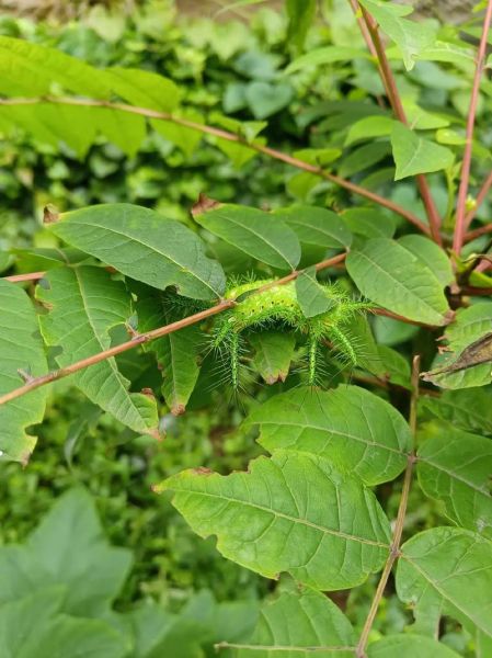 八角丁虫的功效与作用_八角丁虫怎么服用-第1张图片-山城妙识 八角丁虫的功效与作用_八角丁虫怎么服用-第1张图片-山城妙识