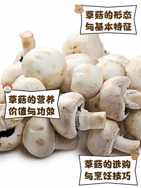 草菇图片长什么样_草菇营养价值有哪些-第2张图片-山城妙识 草菇图片长什么样_草菇营养价值有哪些-第2张图片-山城妙识