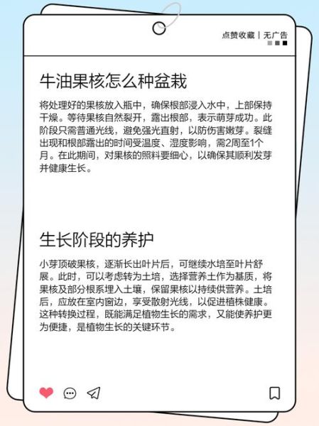 牛油果核怎么种盆栽_牛油果核能水培吗-第1张图片-山城妙识 牛油果核怎么种盆栽_牛油果核能水培吗-第1张图片-山城妙识