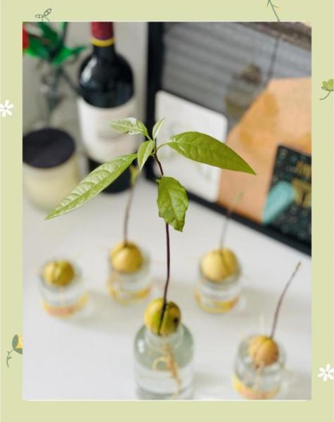 牛油果核怎么种盆栽_牛油果核能水培吗-第2张图片-山城妙识 牛油果核怎么种盆栽_牛油果核能水培吗-第2张图片-山城妙识