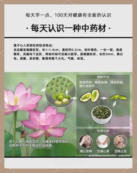 莲子心的功效与作用_莲子心的禁忌症-第2张图片-山城妙识