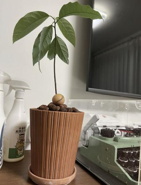 牛油果核怎么种盆栽_牛油果核能水培吗-第3张图片-山城妙识 牛油果核怎么种盆栽_牛油果核能水培吗-第3张图片-山城妙识