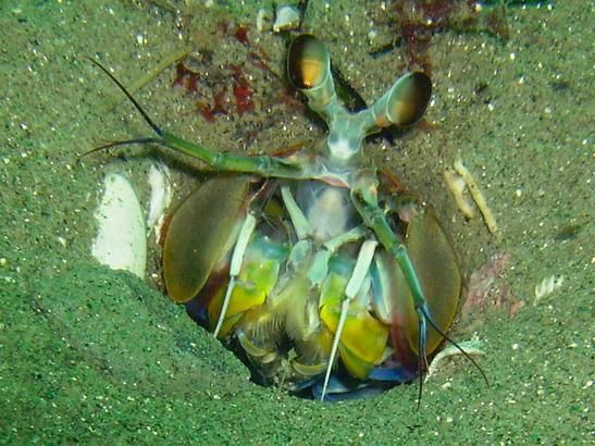 黄螯半指虾蛄怎么养_黄螯半指虾蛄吃什么-第2张图片-山城妙识 黄螯半指虾蛄怎么养_黄螯半指虾蛄吃什么-第2张图片-山城妙识