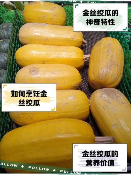 金丝绞瓜多少钱一斤_金丝绞瓜价格行情-第2张图片-山城妙识 金丝绞瓜多少钱一斤_金丝绞瓜价格行情-第2张图片-山城妙识