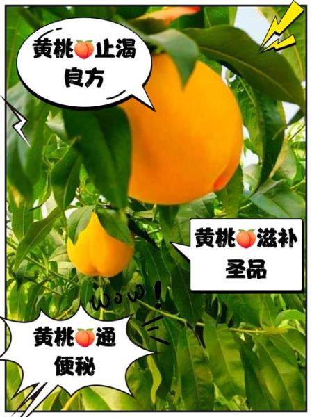 黄桃的功效与作用_黄桃的营养价值有哪些-第3张图片-山城妙识