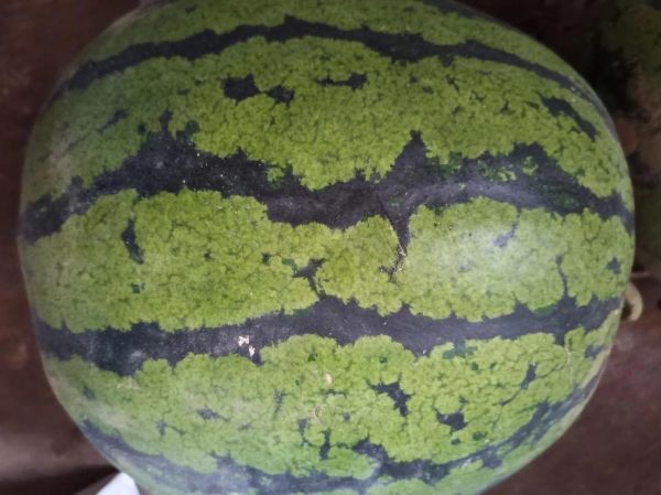 西瓜皮降血糖吗_西瓜皮降血压是真的吗-第1张图片-山城妙识 西瓜皮降血糖吗_西瓜皮降血压是真的吗-第1张图片-山城妙识