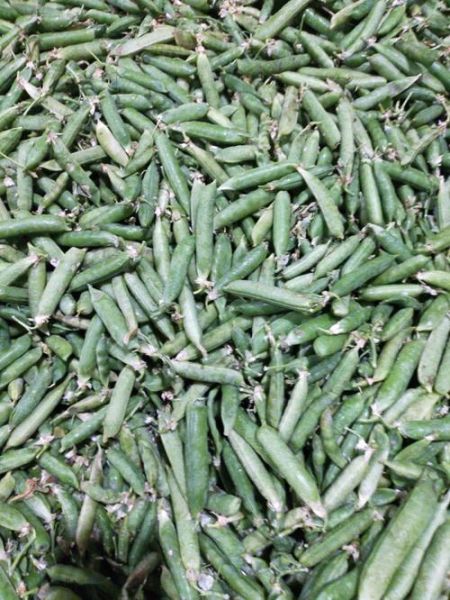 青豌豆图片怎么拍_青豌豆高清图去哪找-第2张图片-山城妙识 青豌豆图片怎么拍_青豌豆高清图去哪找-第2张图片-山城妙识