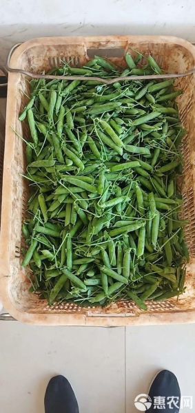 青豌豆图片怎么拍_青豌豆高清图去哪找-第3张图片-山城妙识 青豌豆图片怎么拍_青豌豆高清图去哪找-第3张图片-山城妙识