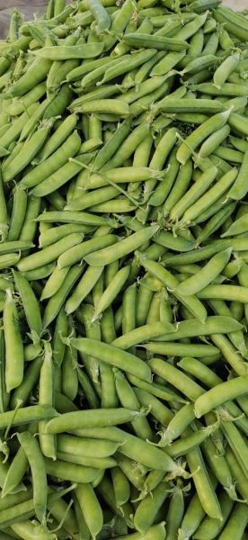 青豌豆图片怎么拍_青豌豆高清图去哪找-第1张图片-山城妙识 青豌豆图片怎么拍_青豌豆高清图去哪找-第1张图片-山城妙识